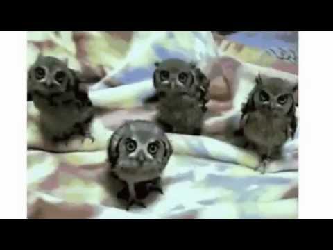 Gifs with Sound Compilation #2 FUNNY!! - YouTube