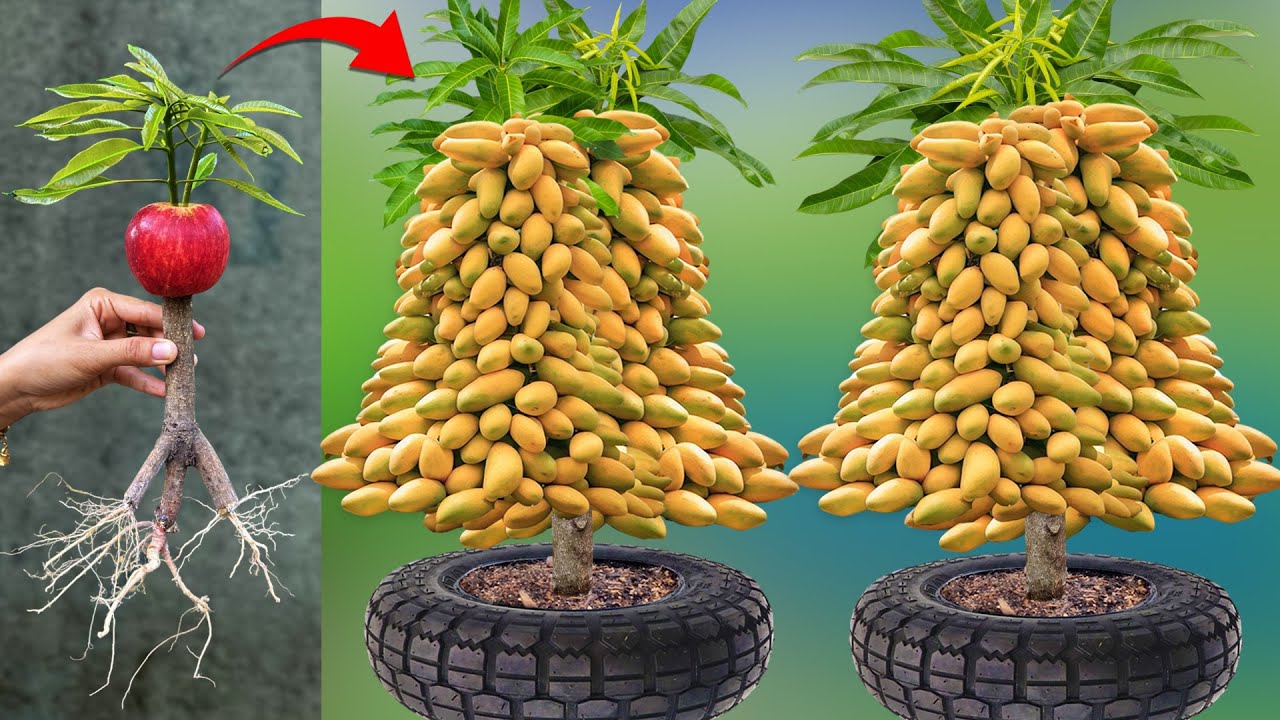 Great...! How to grafting mango trees with apple fruit to get Amazing ...