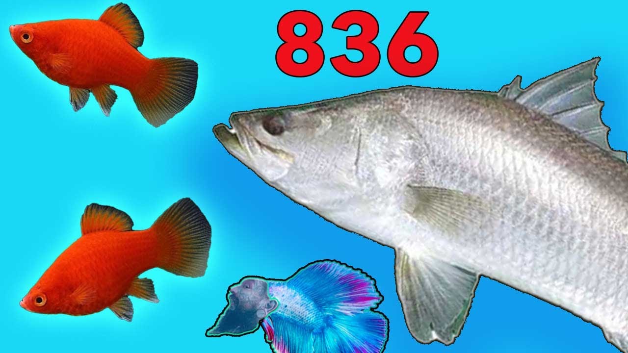 Live Tropical Fish Unboxing! BARRAMUNDI Aquarium Fish! - YouTube