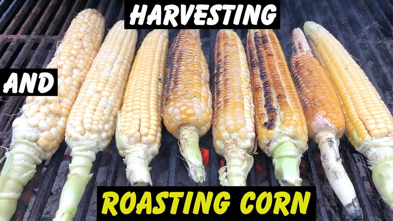 Harvesting Corn and Roasting Corn on the Grill African Style - YouTube