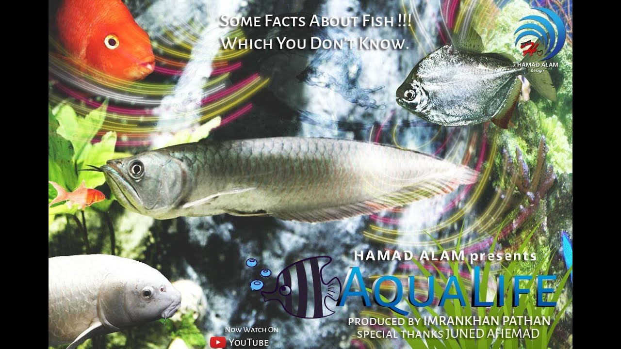 Aqua Life - Official Full Video - YouTube