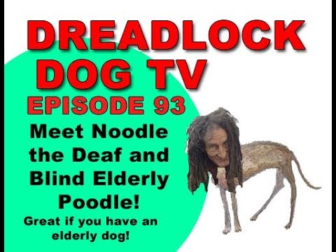 Episode 93 Meet Noodle the Deaf and Blind Elderly Poodle! - YouTube
