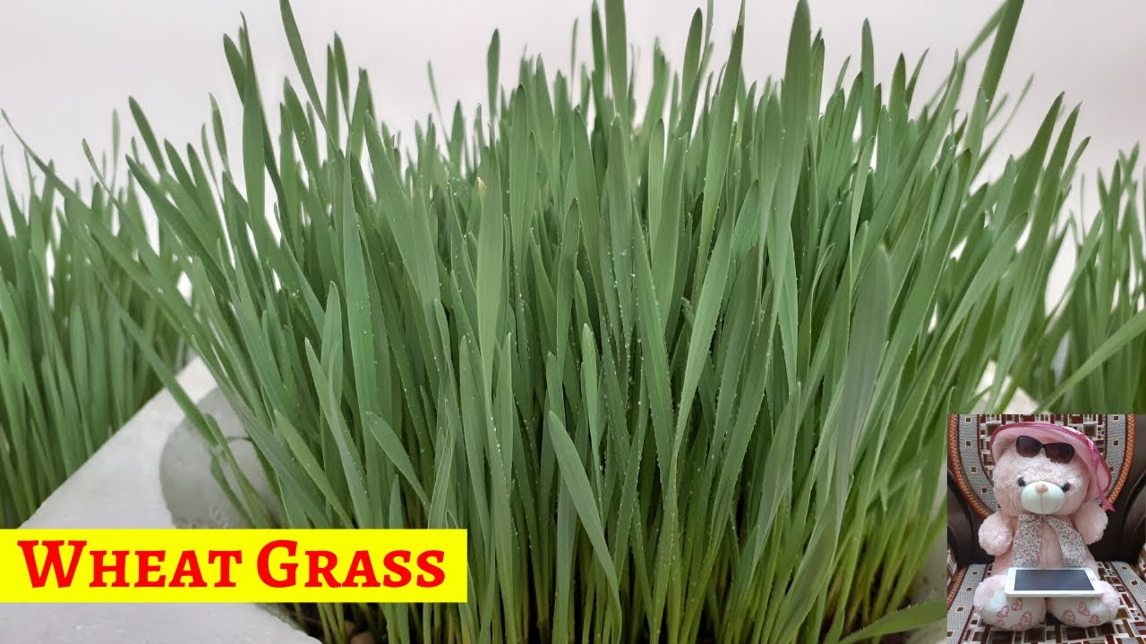 How to grow wheat grass easily at home | Godhuma Gaddi | Wheat Grass ...