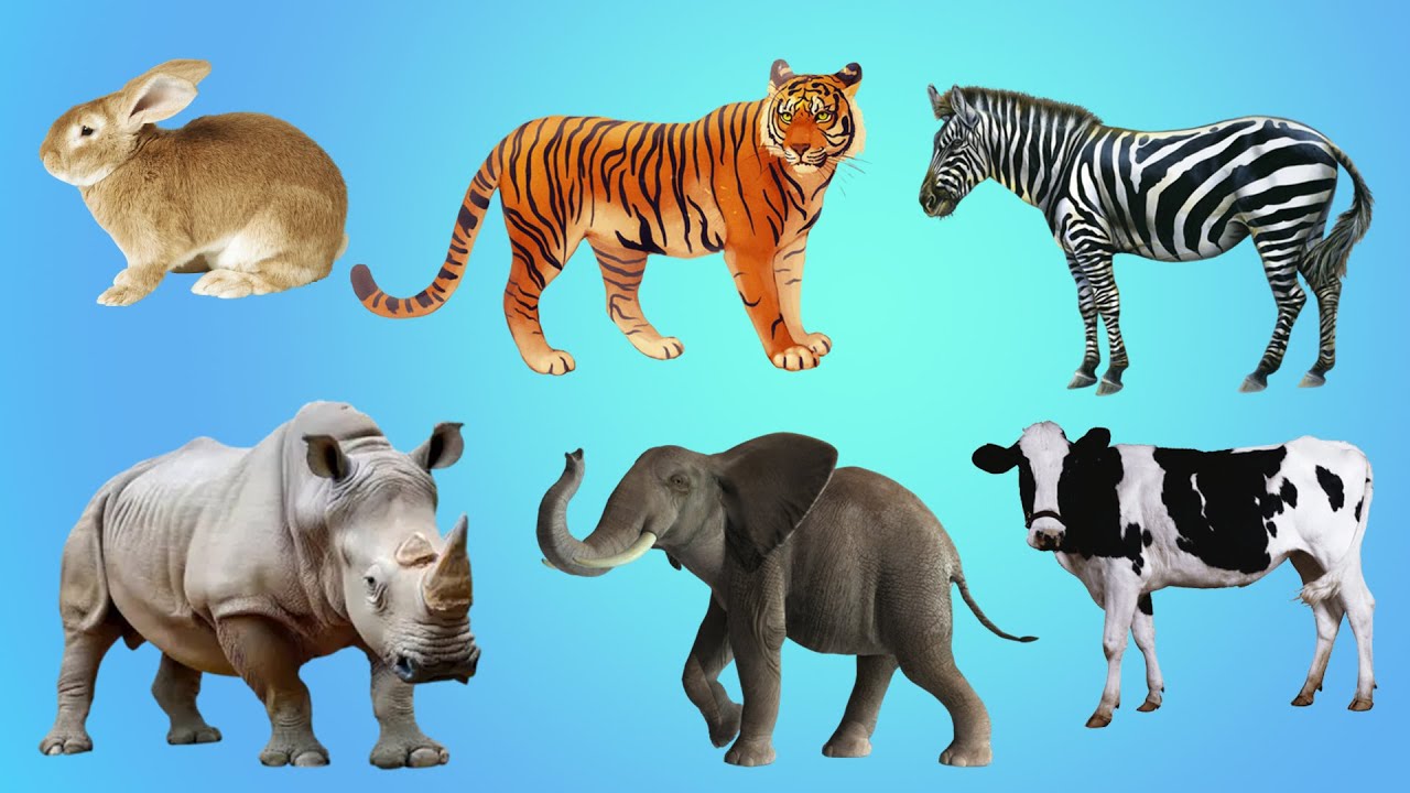 Animal Wala Video Camel, Giraffe, Tiger, Panda, Polar Bear, Lion, शेर ...