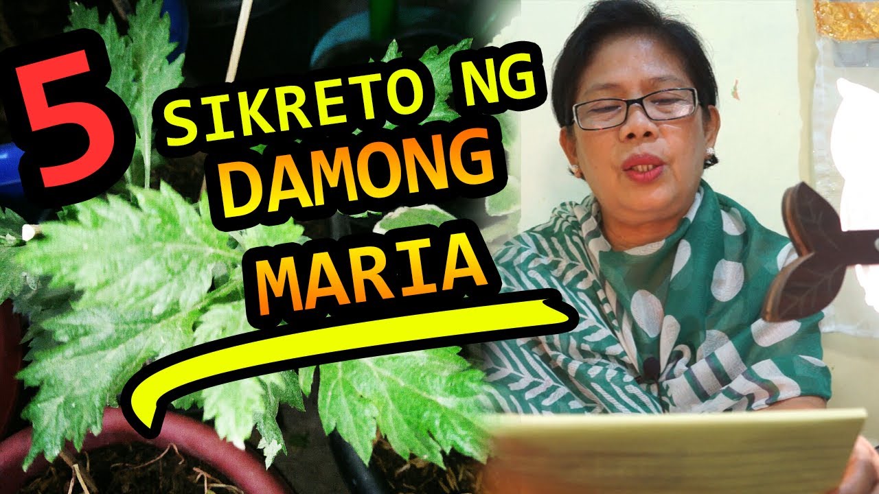 BENEPISYO NG DAMONG MARIA - DAHON NG MARIA USES, PREPARATION AND HEALTH ...