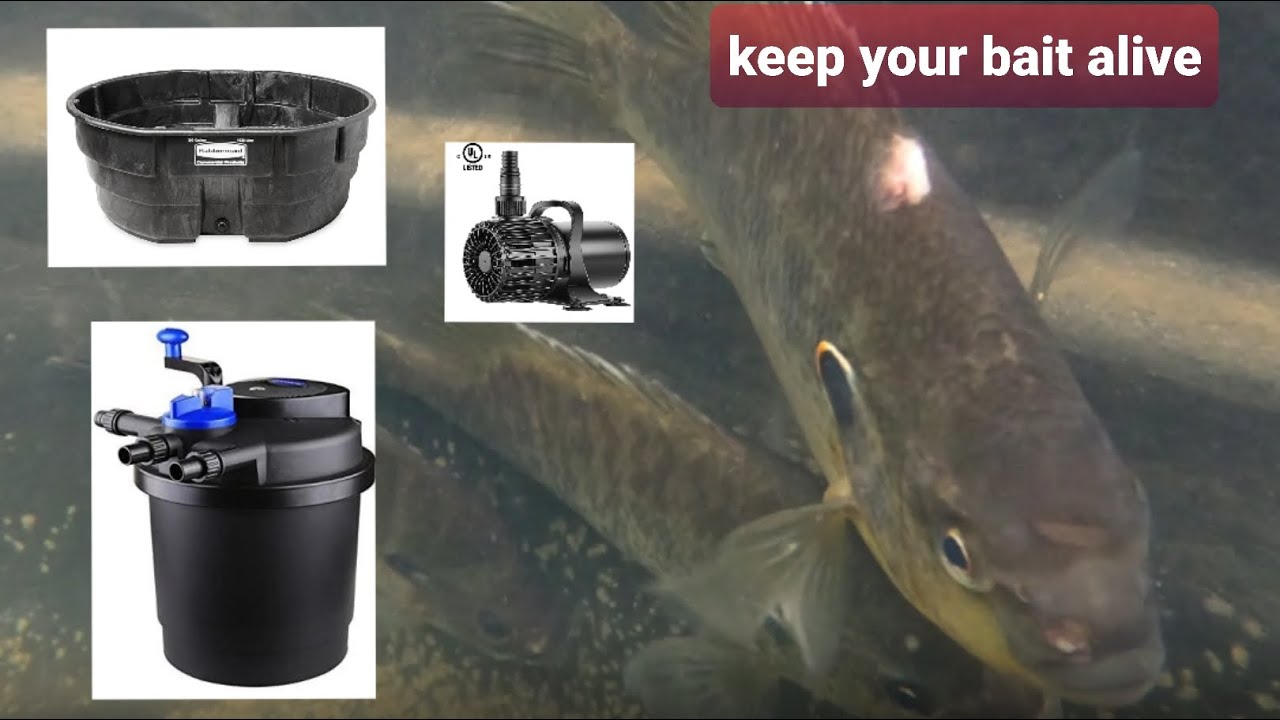 Easy Catfish Bait Tank Setup and Tips - YouTube
