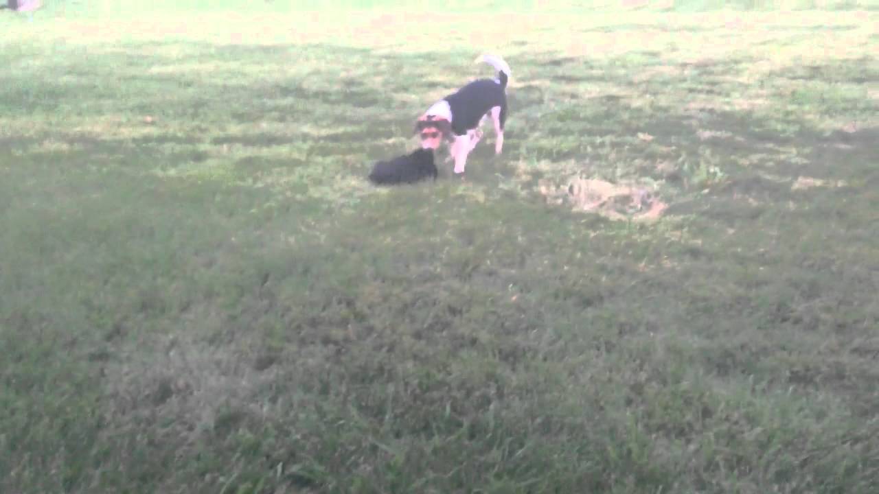 Hilarious dog dragging cat - YouTube