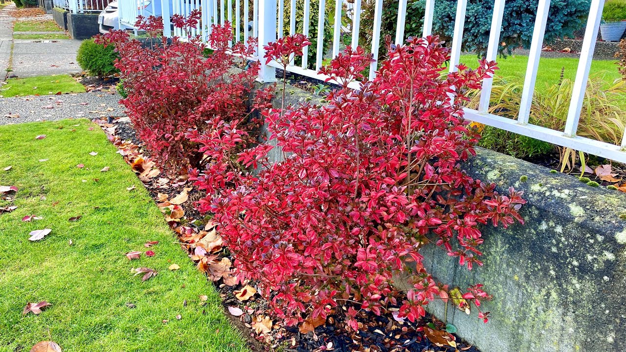 Azalea “Girard's Hot Shot” Fall Color (4K) - November, 2023 - YouTube