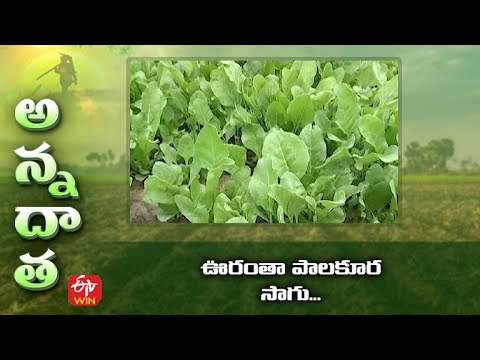 ఊరంతా పాలకూర సాగు | Successful Palak farming by Hunsa farmers of ...