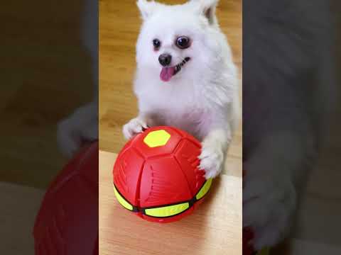 Nico: beat mom at her own game!😎#cute #dog #funny #doglover #funnymoments #smartnico