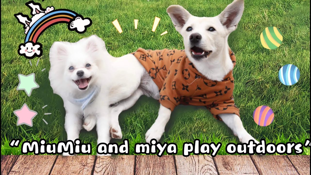 Miu Miu and Miya's outing.#dog #funnydogs #outing #outingwithfamily ...