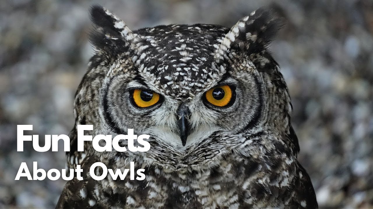 Fun Facts About Owls - YouTube