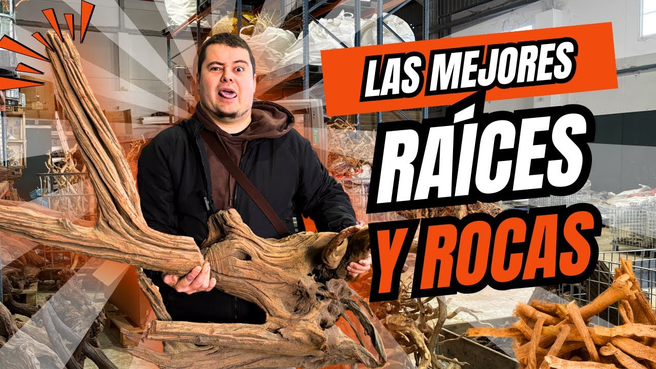 MÁS MADERA!! Y las mejores ROCAS y RAÍCES para tu ACUARIO - YouTube