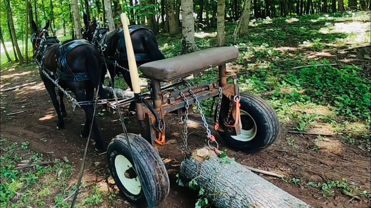 Mule logging: They’re starting to get woods smart y’all… #041 - YouTube