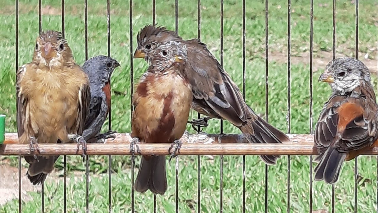 INCRÍVEL criação de CABOQUINHO vale a pena assistir! - YouTube