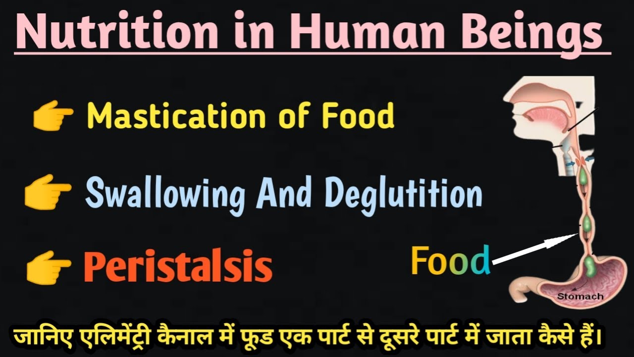 Mastication of Food | Deglutition And Swallowing | Peristaltic Movement ...