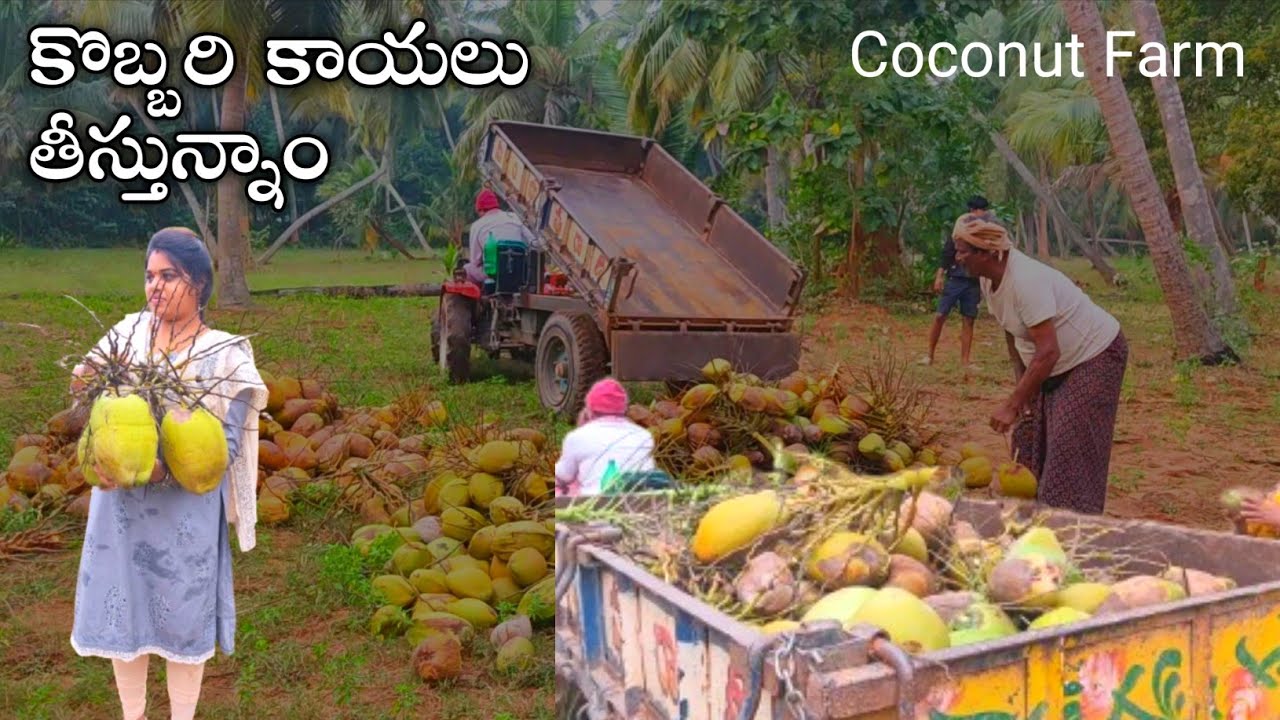 Kobbari Thota | Coconut Farm | Kusumpuram Village | Village Vlog - YouTube