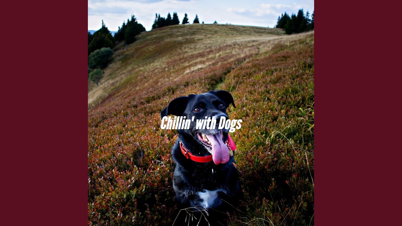 Terrific Ambiance for Classy Pups - YouTube