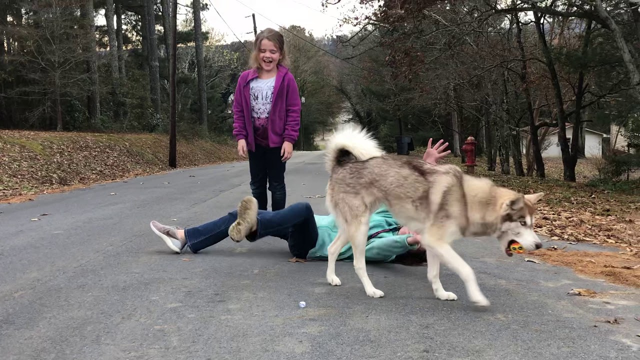 Husky Saves Children - YouTube