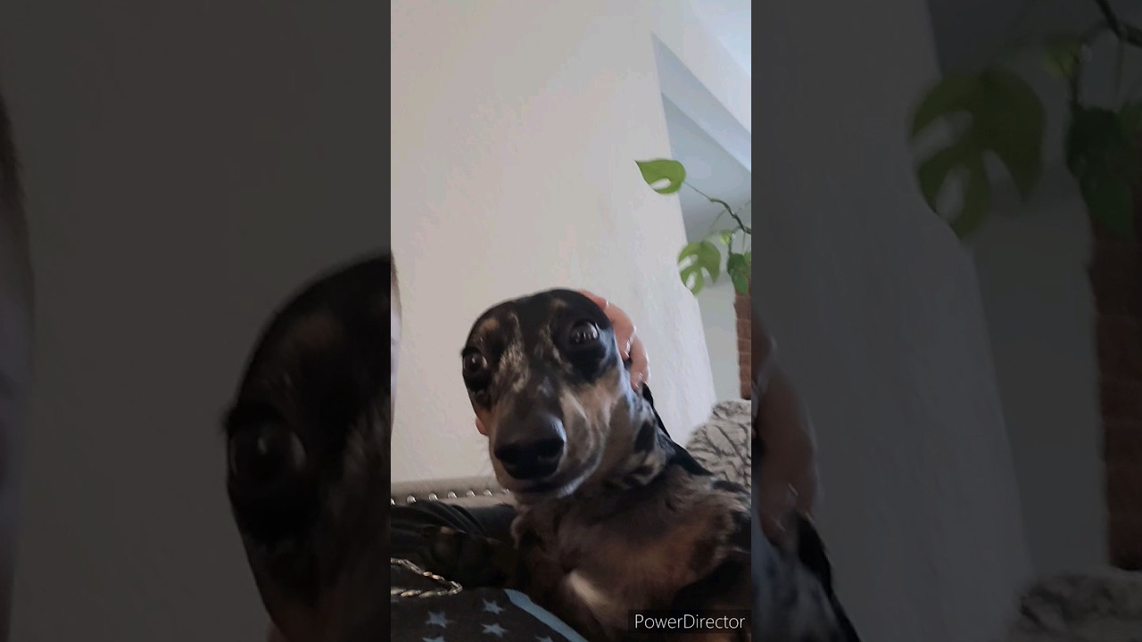 The funniest among us, dog meme! #meme #dog - YouTube