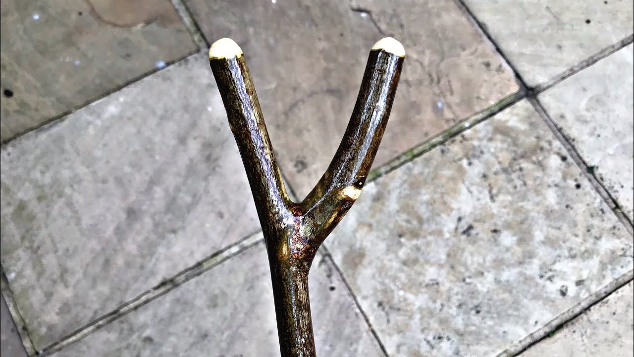 Beautiful simple Hazel Natural Thumbstick Walking Stick - YouTube