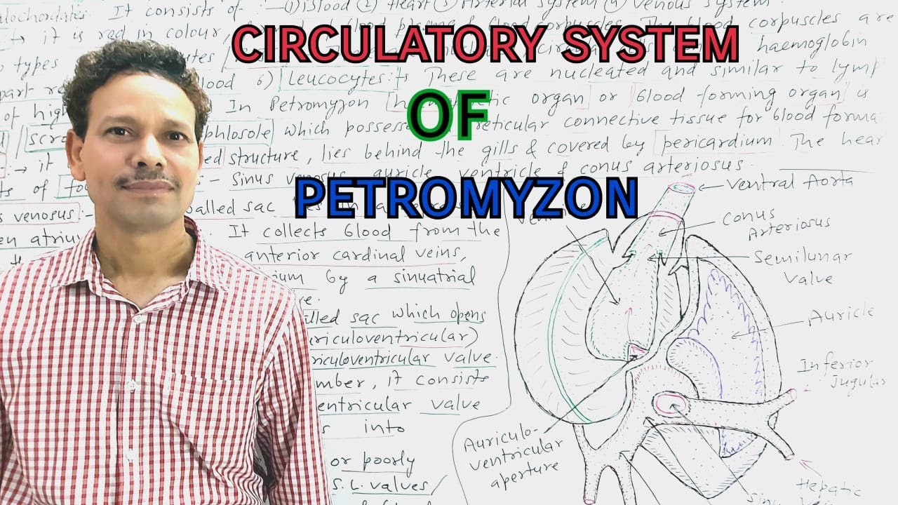 Circulatory / Blood Vascular System of Petromyzon / Sea Lamprey ...