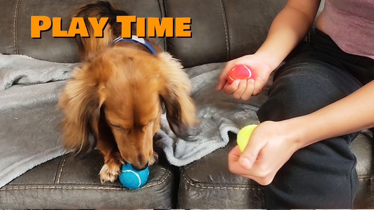 Mini Dachshund Play Time Cute Dog Video | 4K - YouTube