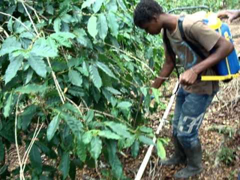 Coffee Pesticide Use - YouTube