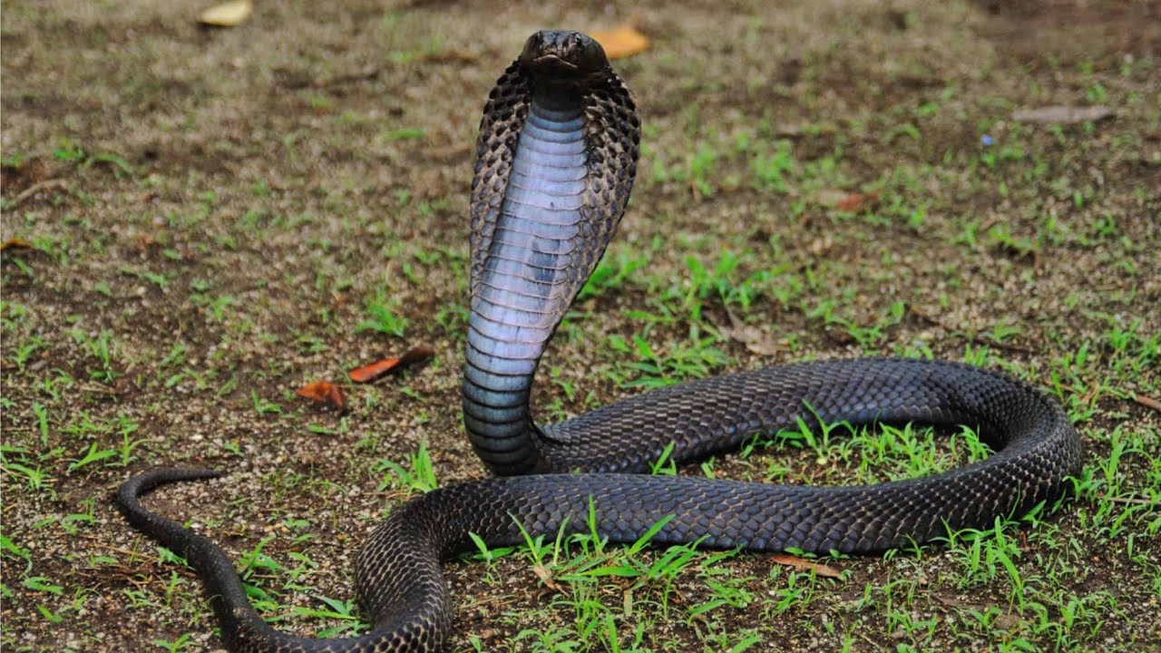 Deadly Venomous Cobra snake vs Humans; up close and personal - YouTube