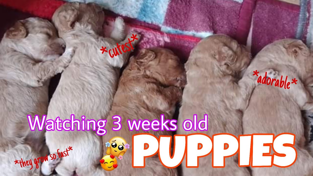 Cute Adorable 3 weeks old Puppies of "CAITLIN" | Mini Poodle Puppies ...