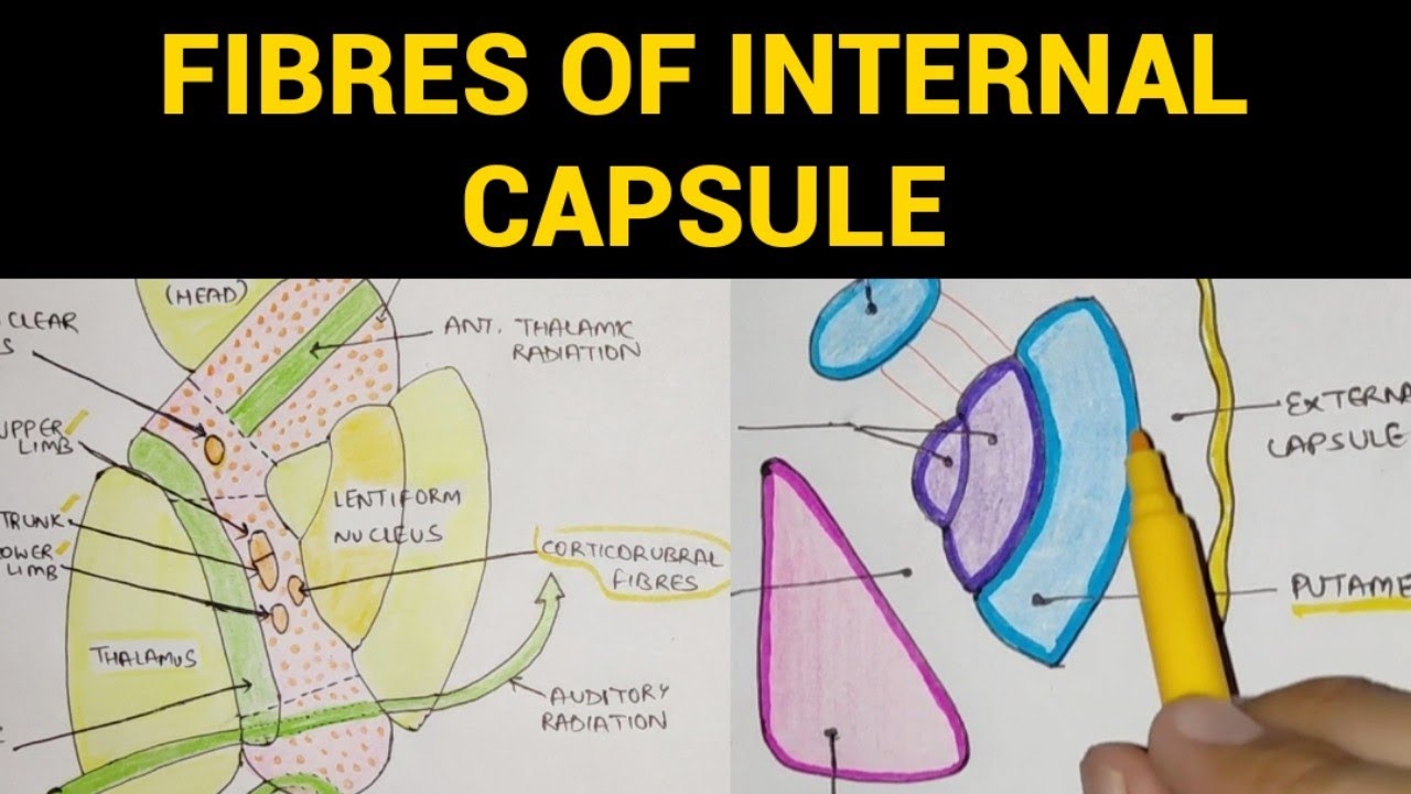 Internal Capsule - 2 | Fibres of Internal Capsule - YouTube