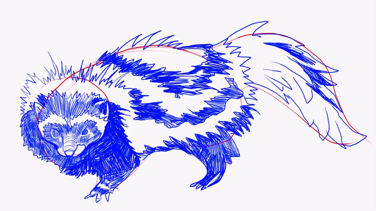 How to draw an African polecat - YouTube