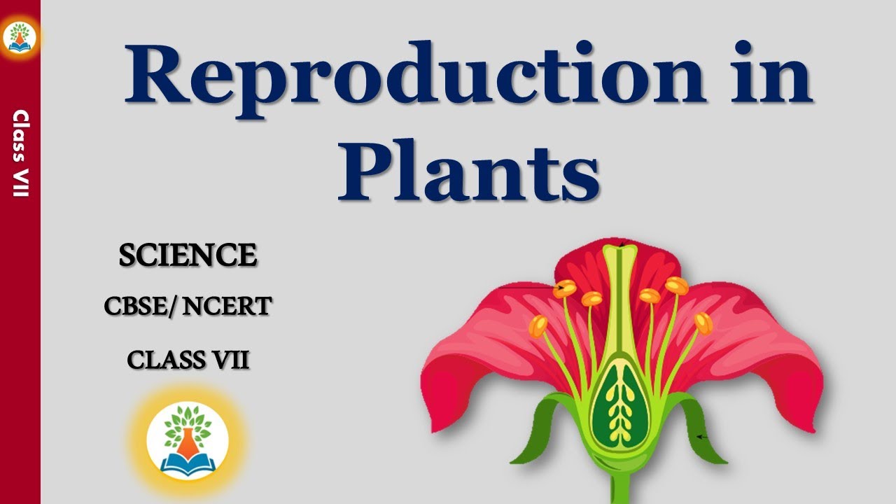 What is reproduction in plants for class 7? What is reproduction and ...