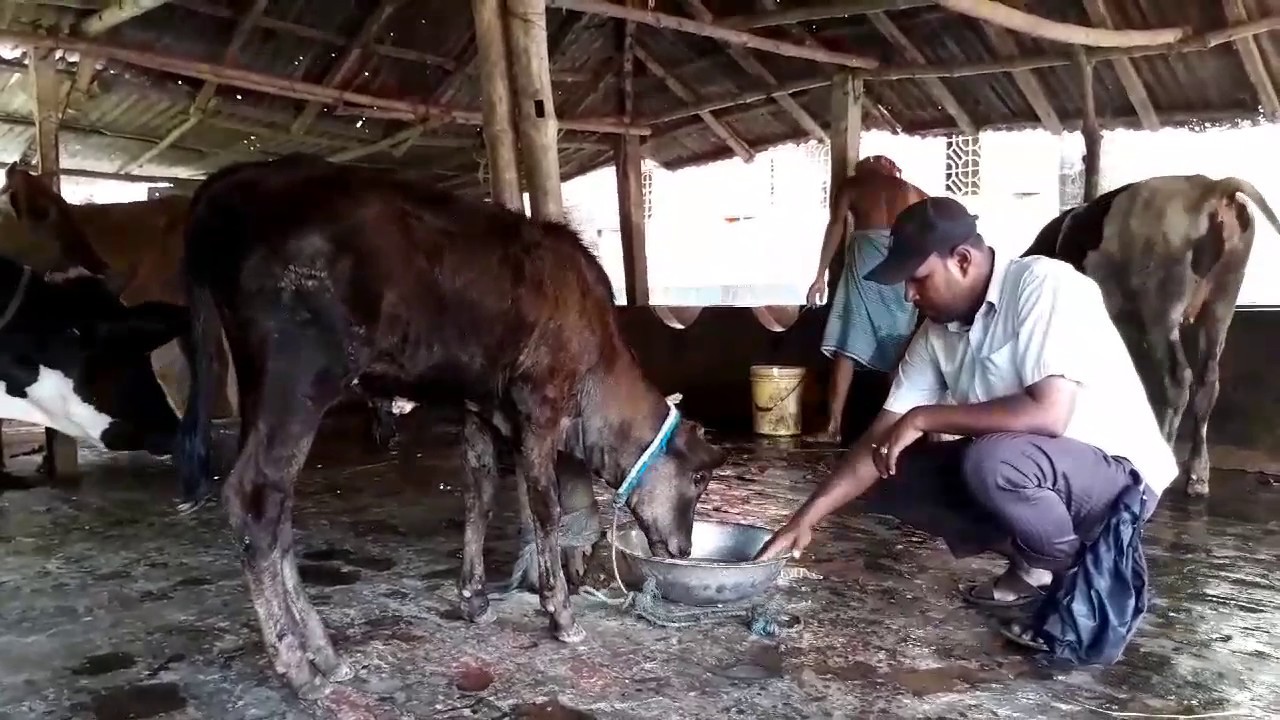 Dairy Cow farm / BD Village Life - YouTube