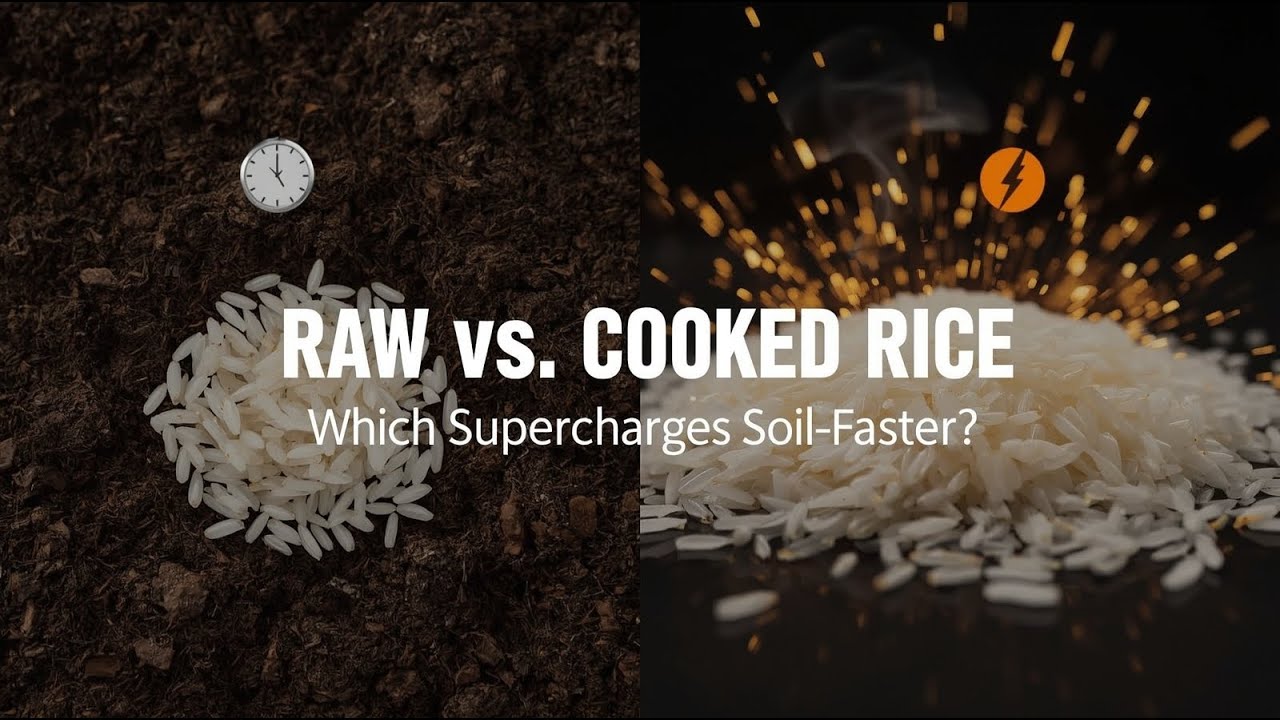 Raw vs Cooked Rice: Which Rice Form Boosts Soil Microbes in DAYS (Not ...