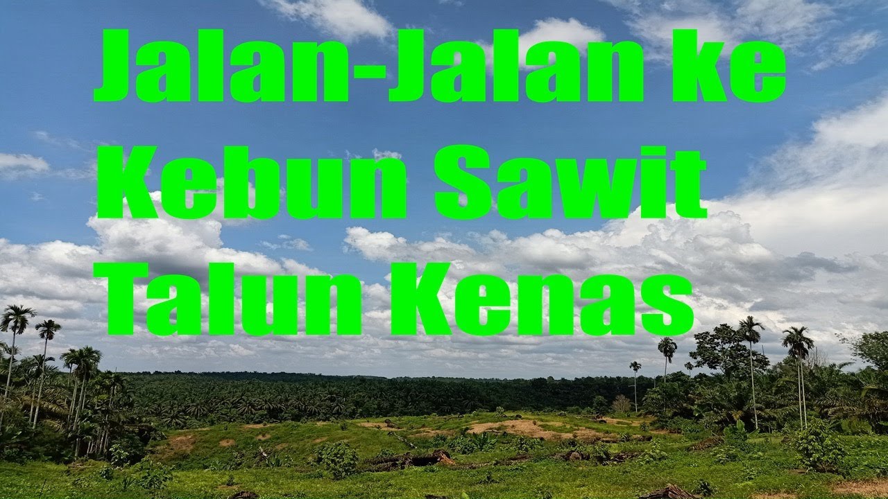 Jalan Jalan ke Kebun Sawit Talun Kenas Agrowisata - YouTube
