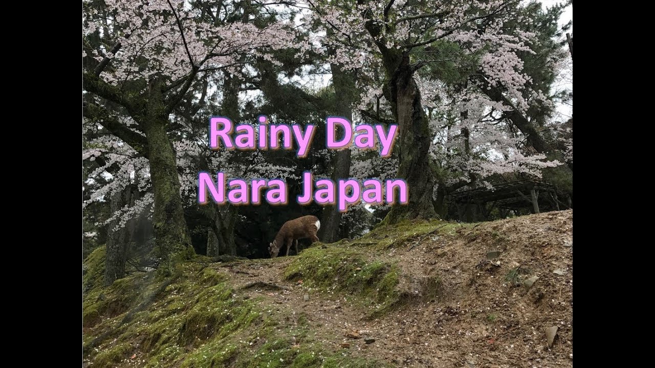 Rainy Day in Nara, Japan - YouTube