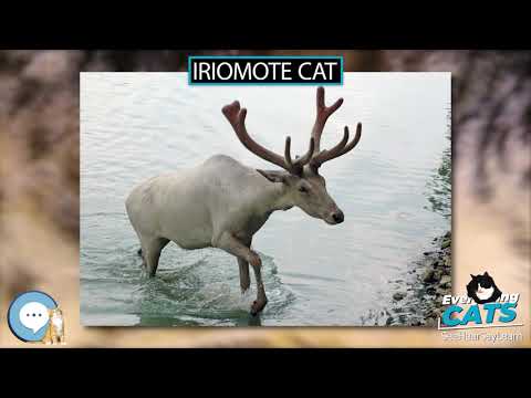 Iriomote cat 🐱🦁🐯 EVERYTHING CATS 🐯🦁🐱