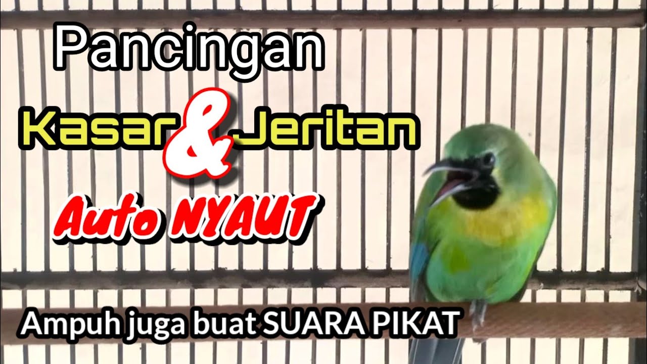 PANCINGAN CUCAK RANTING BAHAN AGAR CEPAT GACOR || MASTERAN BURUNG LOMBA ...