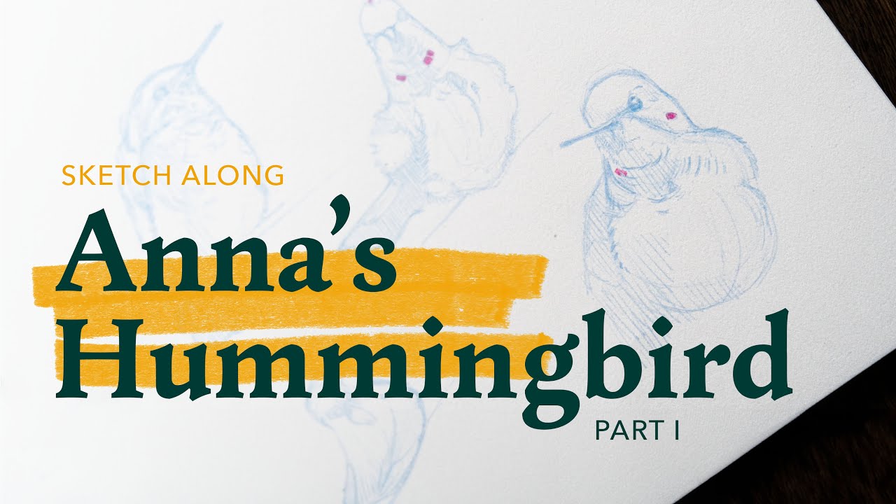 Drawing Birds: Anna's Hummingbird | Sketch Along Part I - YouTube