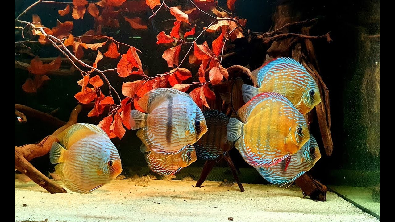 Back to Nature. 1120 L Wild Discus Tank owned by Ha Pe. New Set UP ...