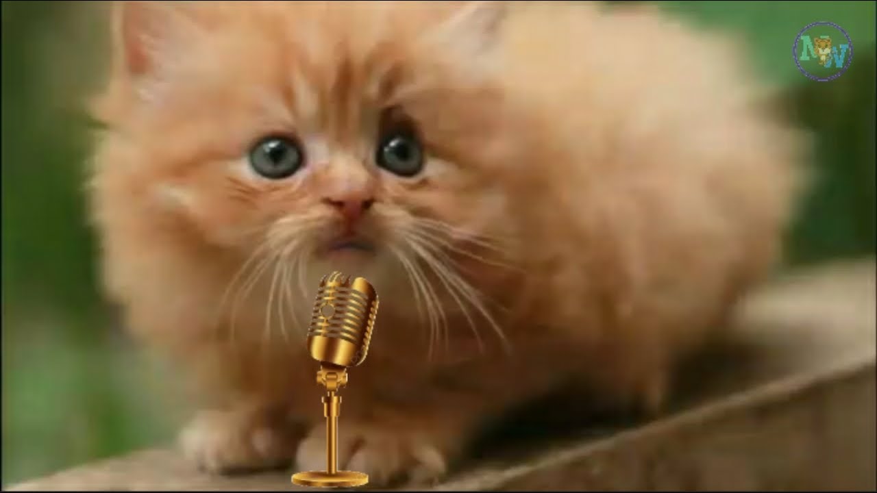 Kucing Lucu Bernyanyi Sholawat Asyghil - YouTube