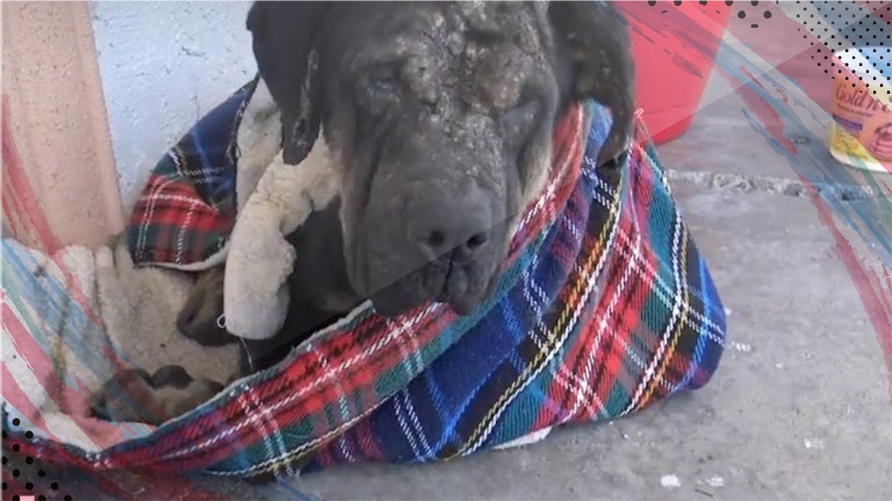 Sick stray dog collapses on woman’s porch and begs her to help him ...