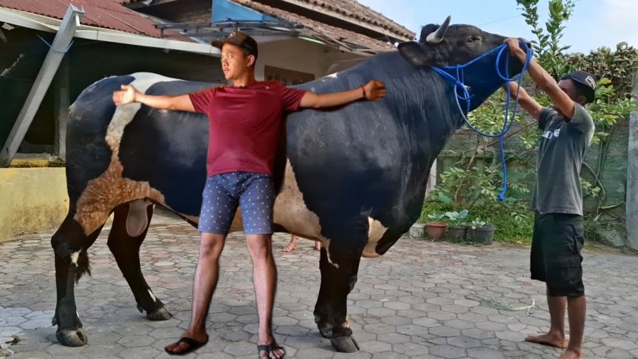 Pengganti JANOKO⁉️ Sapi Raksasa Unik Masuk Kandang Mas Hermawan 🔥🔥🔥 ...