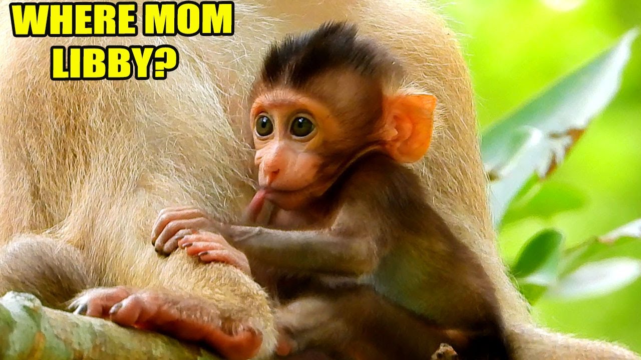 WHAT ARE YOU LOOKING FOR BRADY? MAYBE HE STILL REMEMBER HIS MOM LIBBY AND MISSES HER. - YouTube