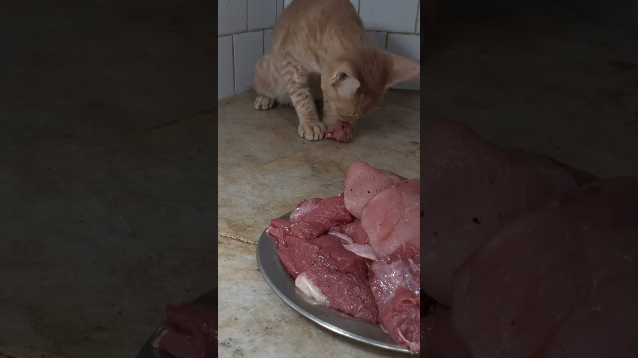 Mutton vs chicken. Full video link in description. Cat/kitten's ...