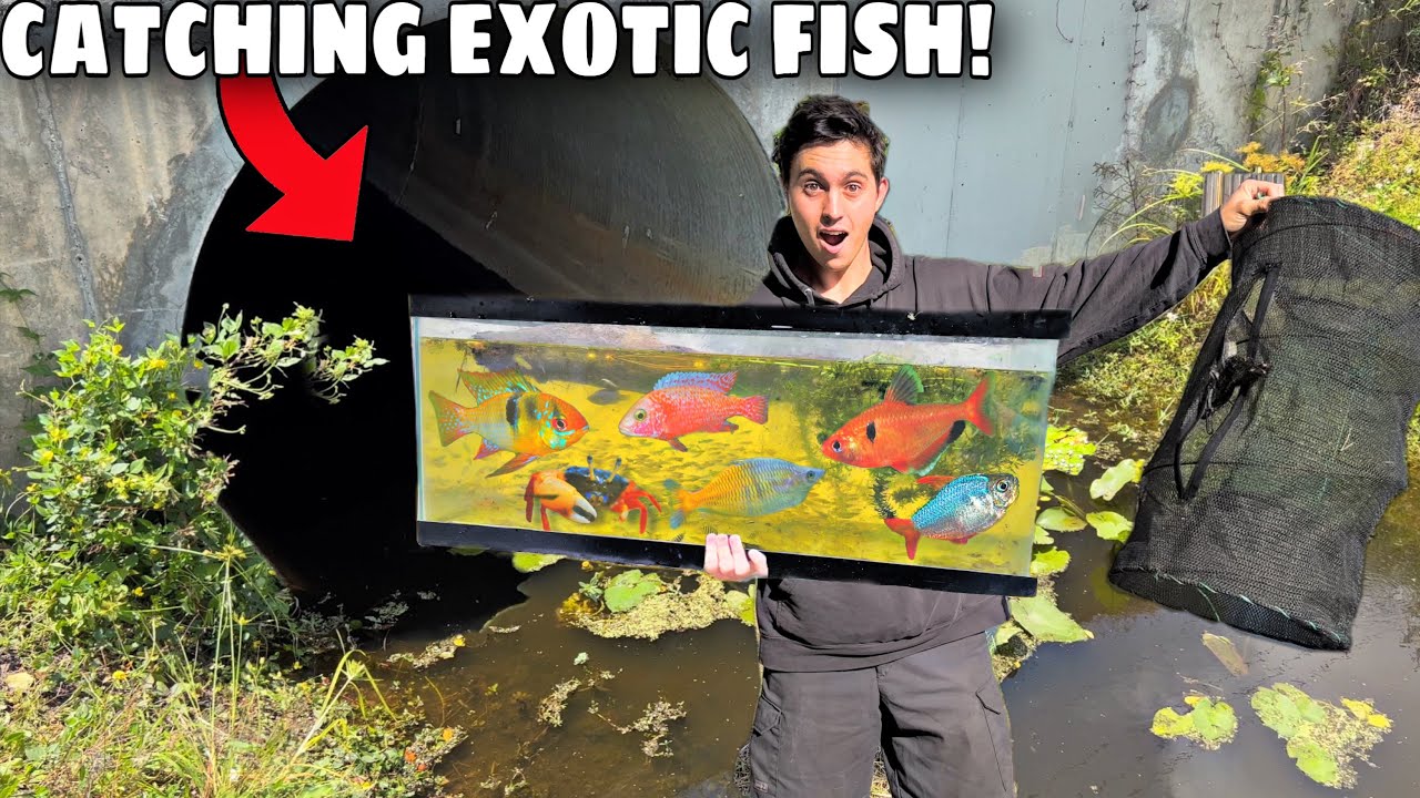 FISH TRAP CATCHES EXOTIC FISH For BASS FISHING PRODUCTIONS AQUARIUM ...