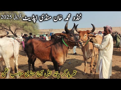 pure kankrej king bull and cow | Sindhi Cattle Market | Tando Muhammad ...