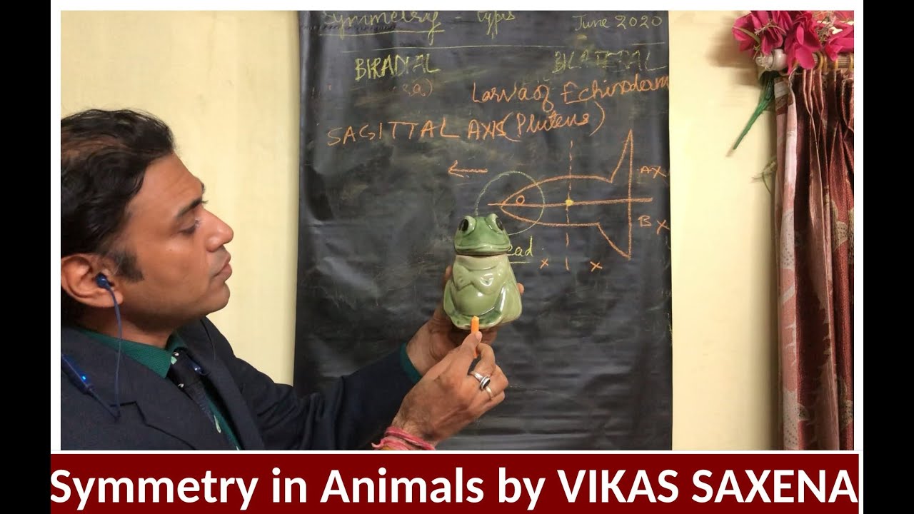 SYMMETRY(ANIMAL CLASSIFICATION) by Vikas Saxena - YouTube