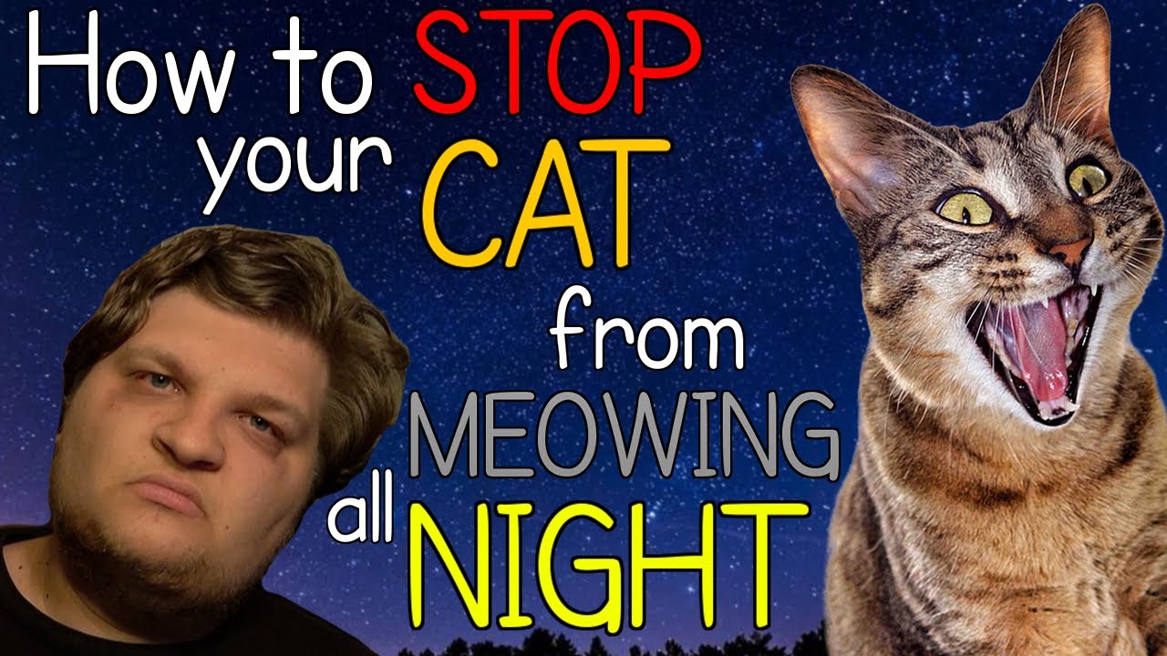 how-to-stop-your-cat-from-meowing-all-night-youtube